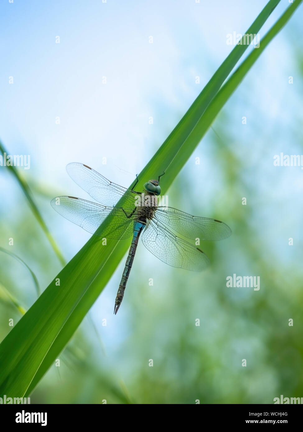 Anax parthenope, the Lesser emperor dragonfly in nature. Overhead, top ...
