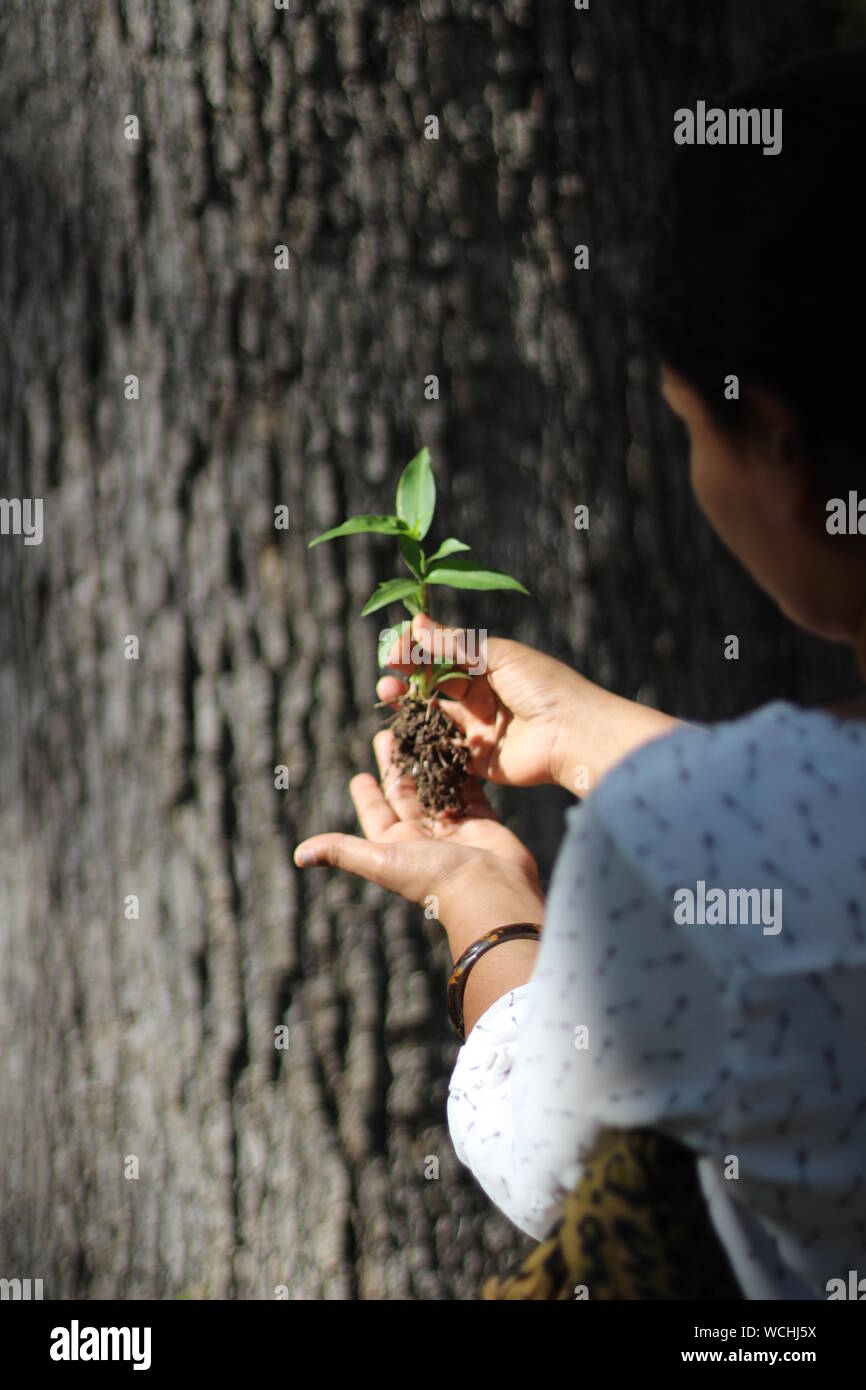 Sapling tree hi-res stock photography and images - Alamy