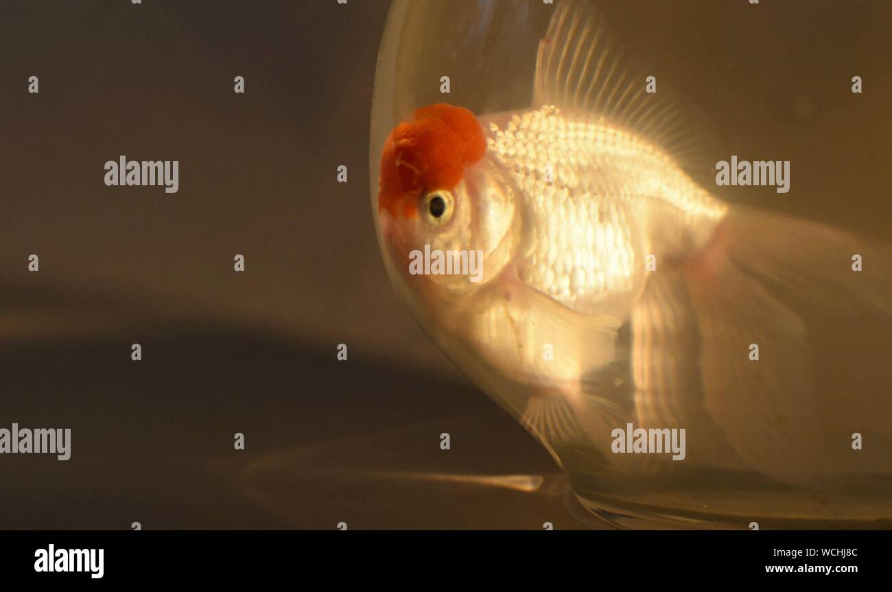 One goldfish hi-res stock photography and images - Alamy