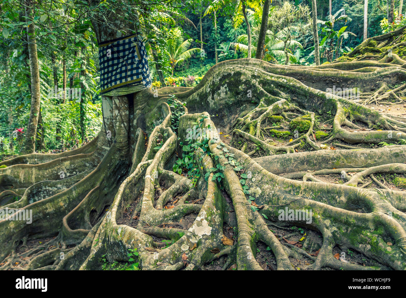 Tree in Pura Goa Gajah, Bali, Indonesia Stock Photo - Alamy