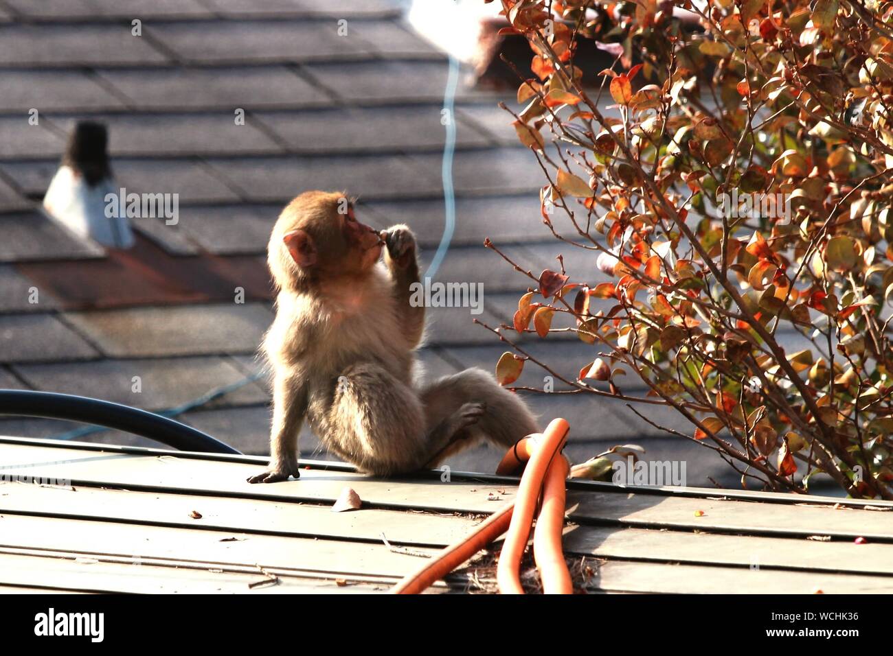 Monkey on the roof hi-res stock photography and images - Alamy