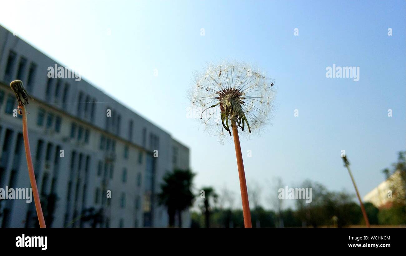 Thistle flower structure hi-res stock photography and images - Alamy