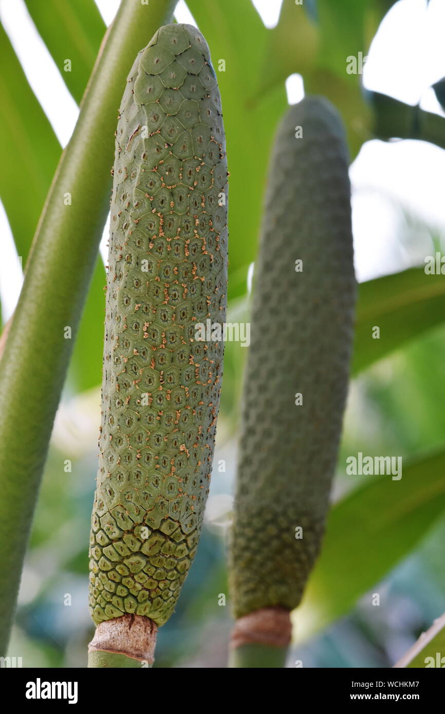 Fruit salad plant hi-res stock photography and images - Alamy