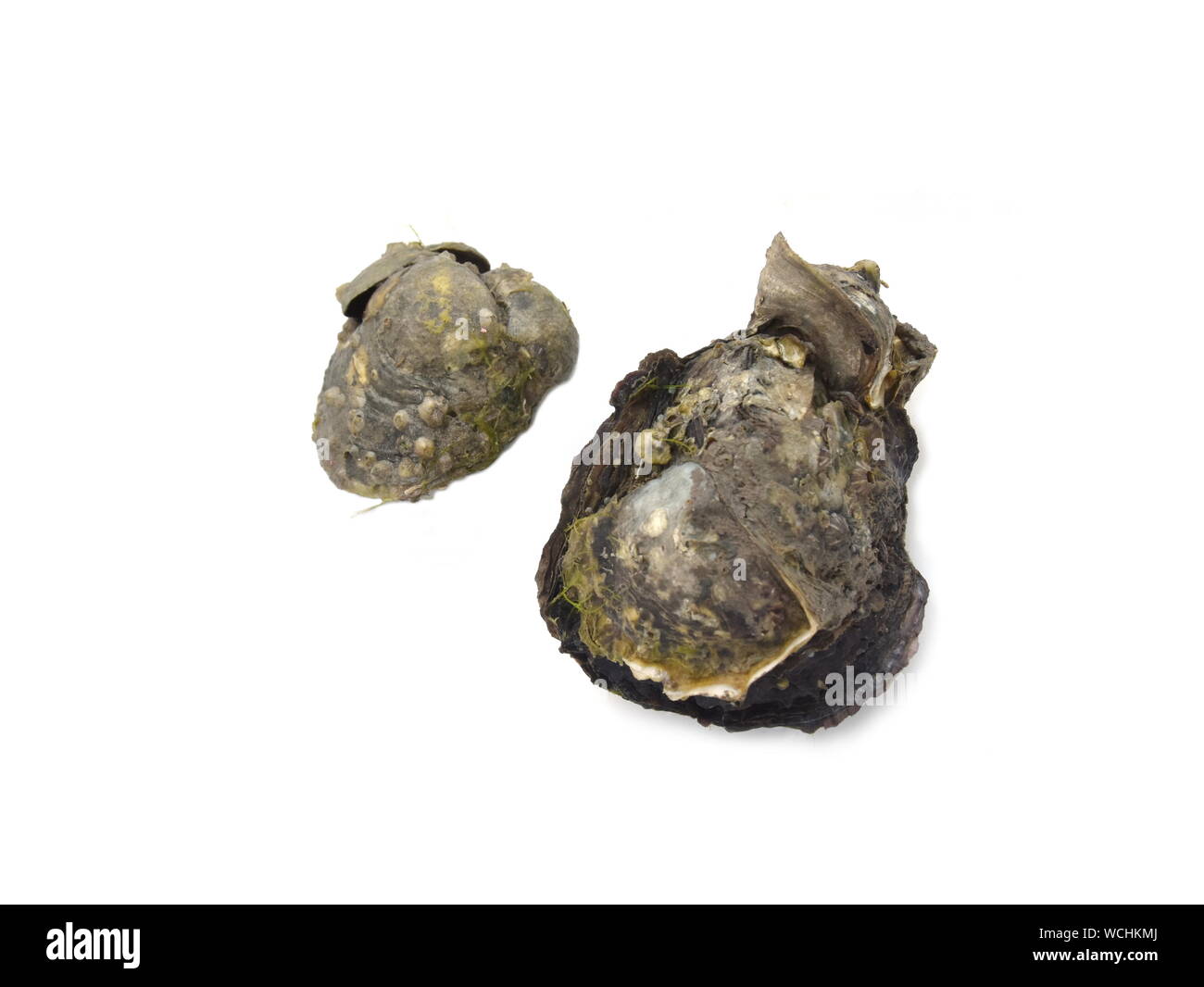 Mangrove oyster Crassostrea tulipa form brazil isolated on white Stock ...