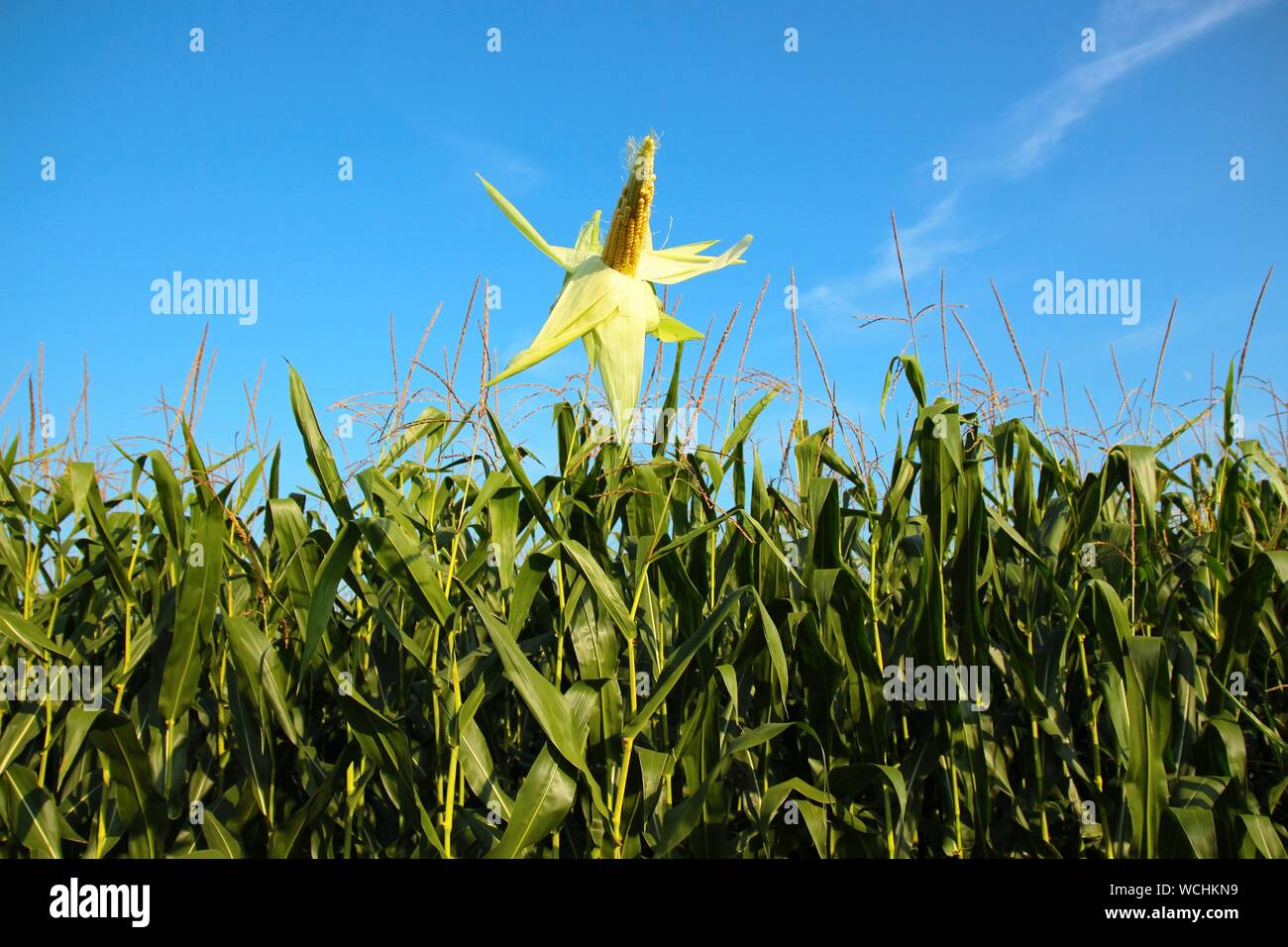 Maize plant hi-res stock photography and images - Alamy