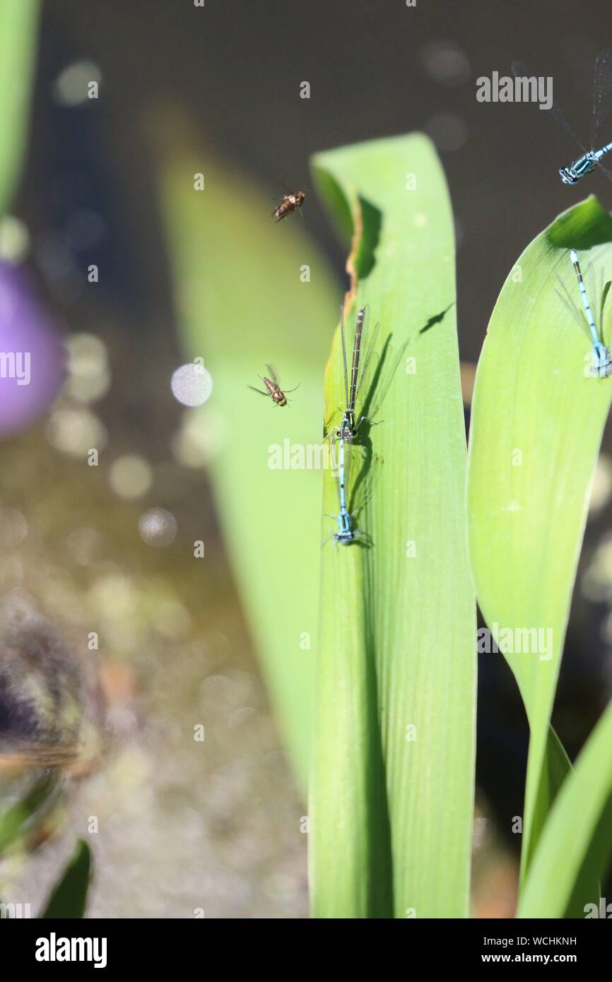 Insects and leaves hi-res stock photography and images - Alamy