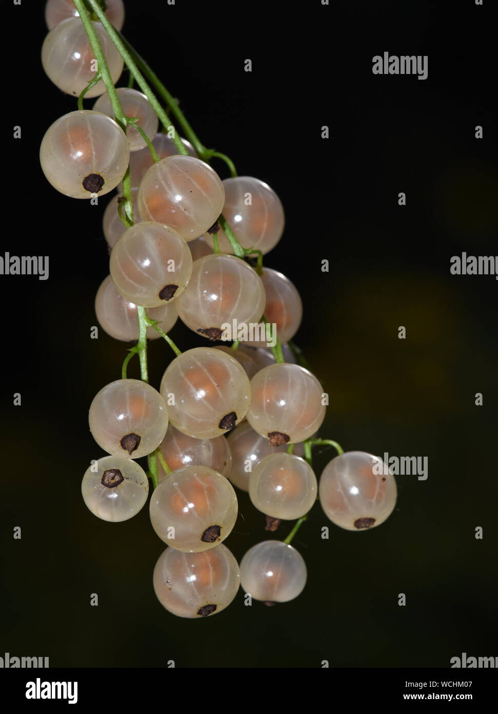 Cluster of white currant berries on black background Stock Photo - Alamy