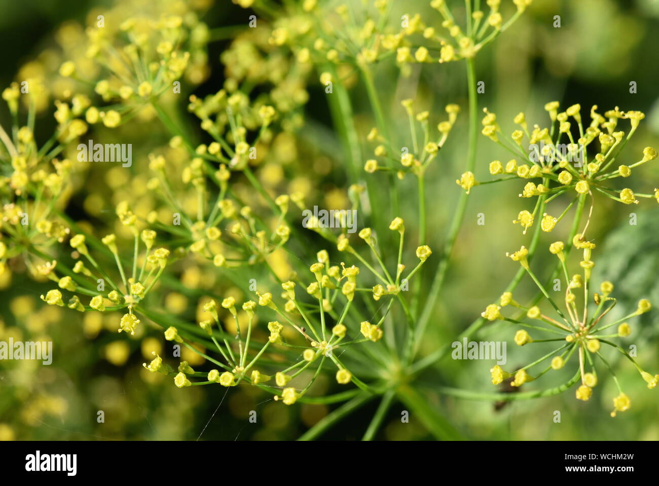 The herb plant dill Anethum graveolens flowering Stock Photo - Alamy