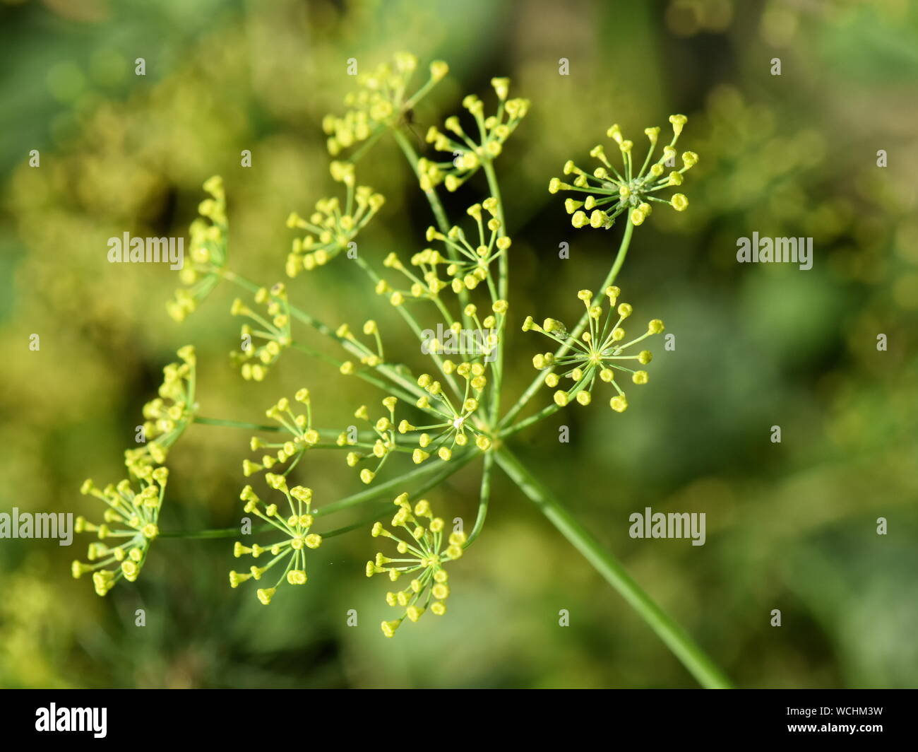 The herb plant dill Anethum graveolens flowering Stock Photo - Alamy