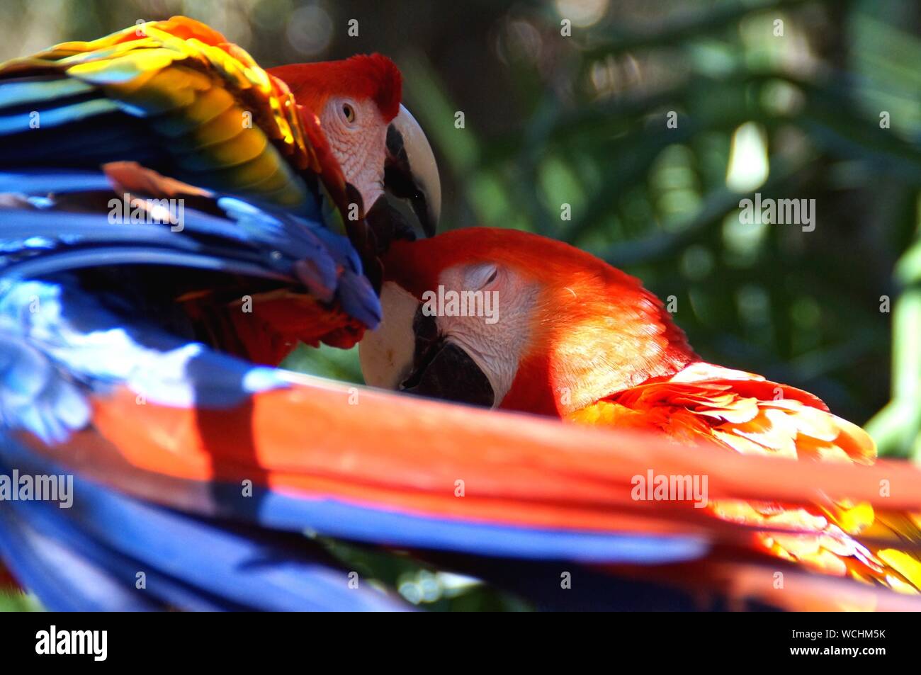 Two Scarlet Macaws High Resolution Stock Photography and Images - Alamy