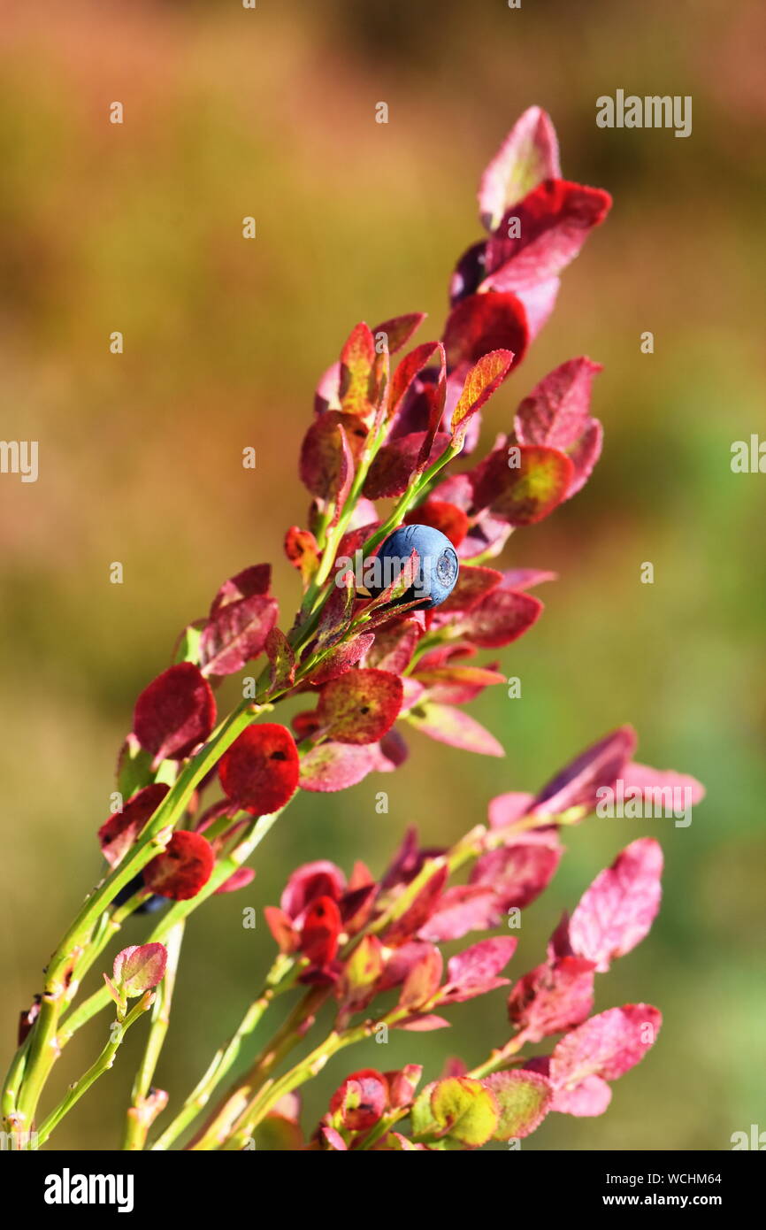 Closeup on autumn colored branch of European blueberry Vaccinium ...