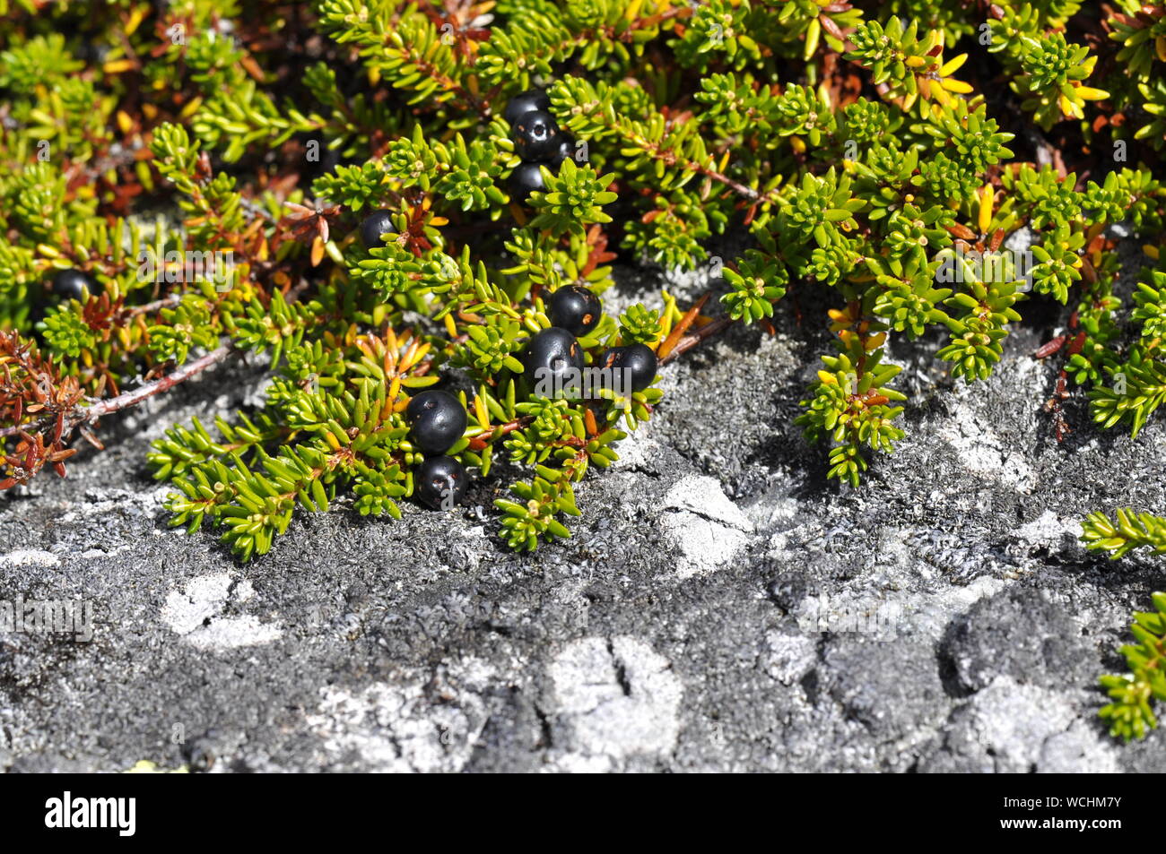 Ripe black crowberry Empetrum nigrum growing on the ground Stock Photo ...