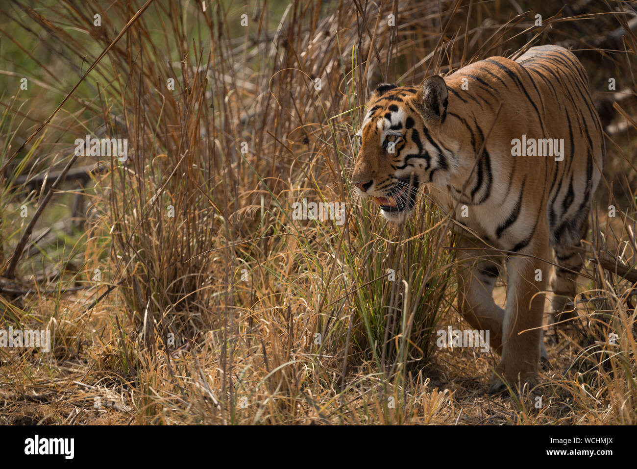 Tiger Land High Resolution Stock Photography and Images - Alamy