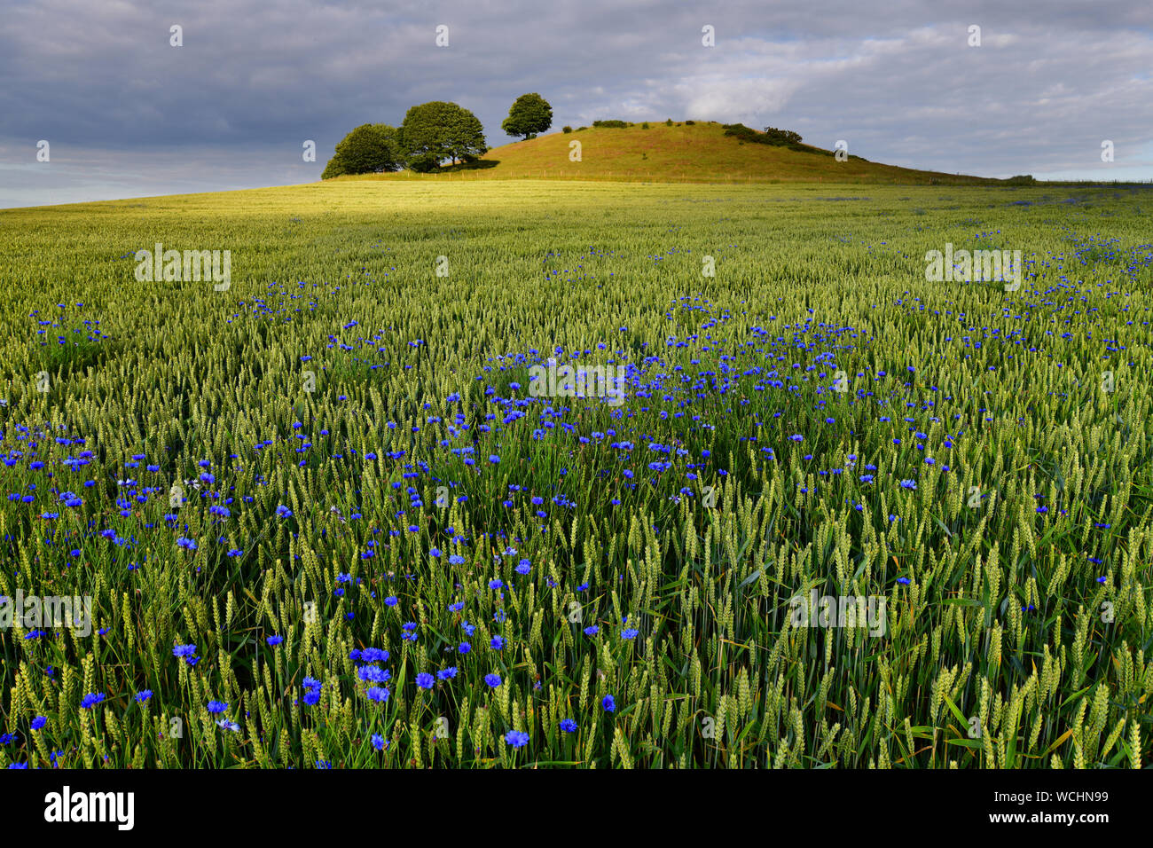 Hamilton hill hi-res stock photography and images - Alamy
