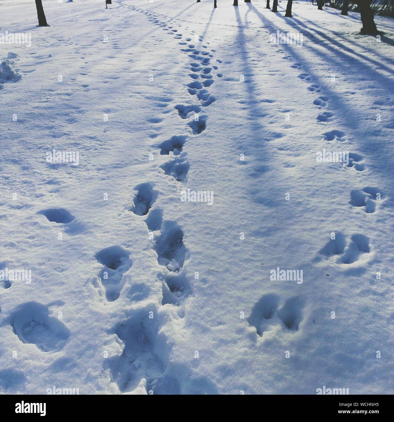 Animal Footprint In Frozen Snow High Resolution Stock Photography and ...