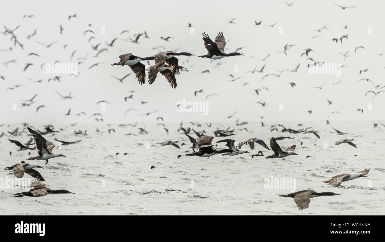 Birds flying over water hi-res stock photography and images - Alamy
