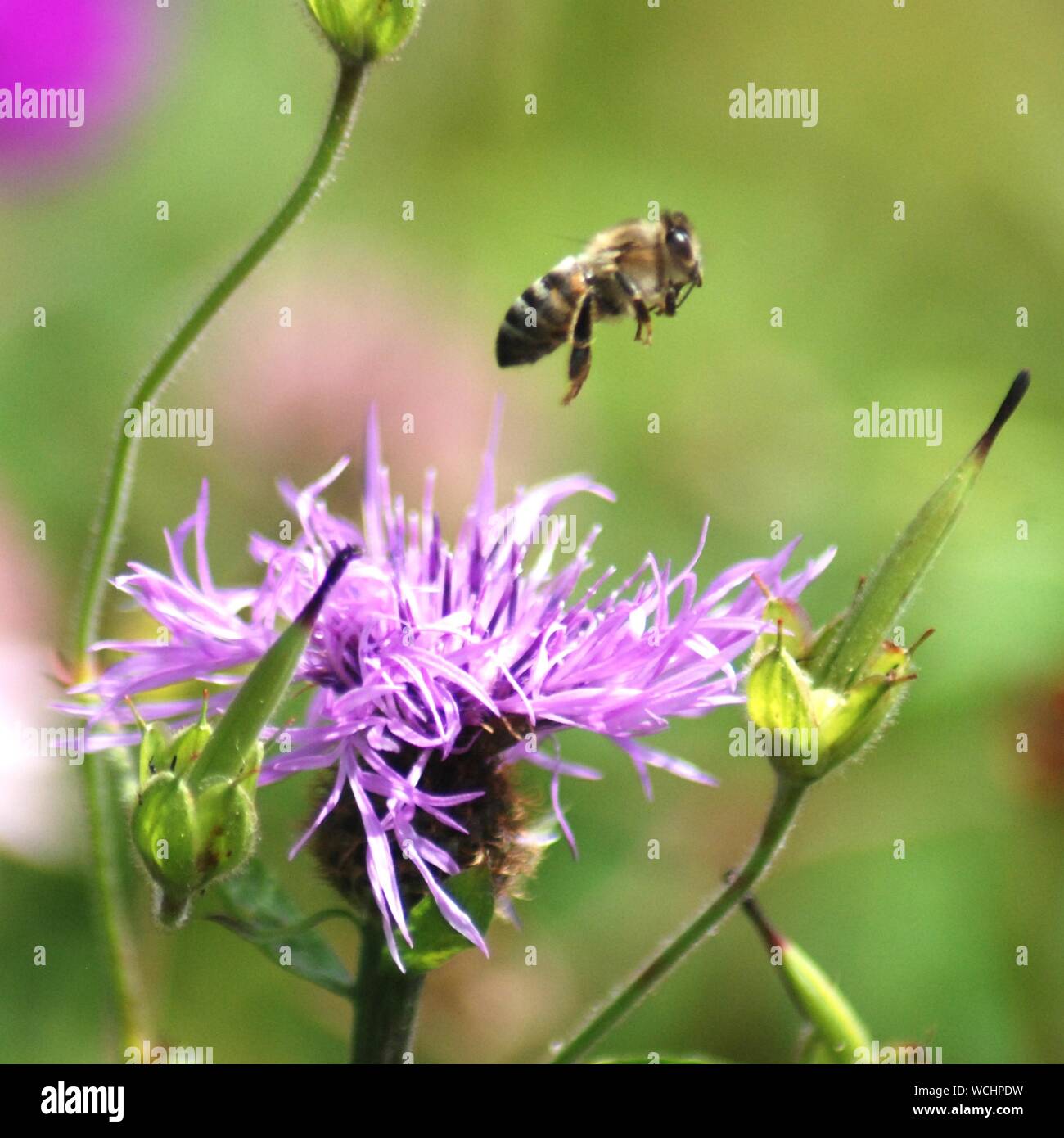 Bee flying over flower hi-res stock photography and images - Alamy