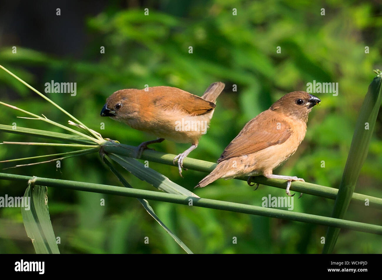 Two birds and insect hi-res stock photography and images - Alamy