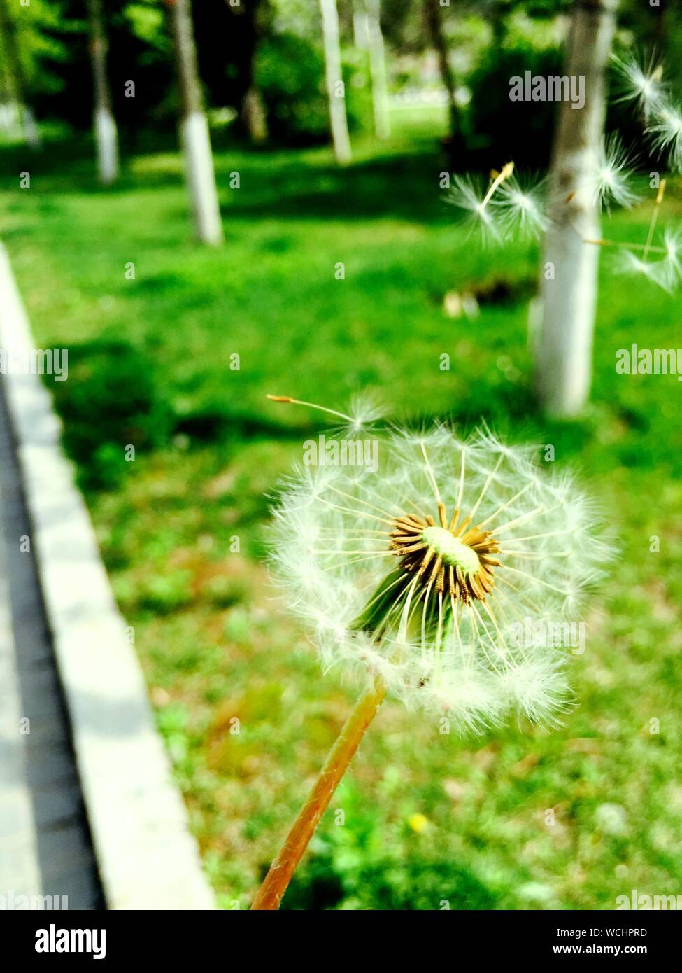 Flying dandelion seeds hi-res stock photography and images - Alamy