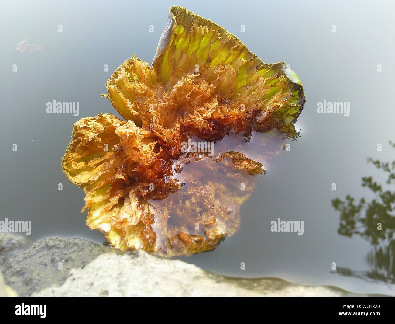 Fungus lake hi-res stock photography and images - Alamy