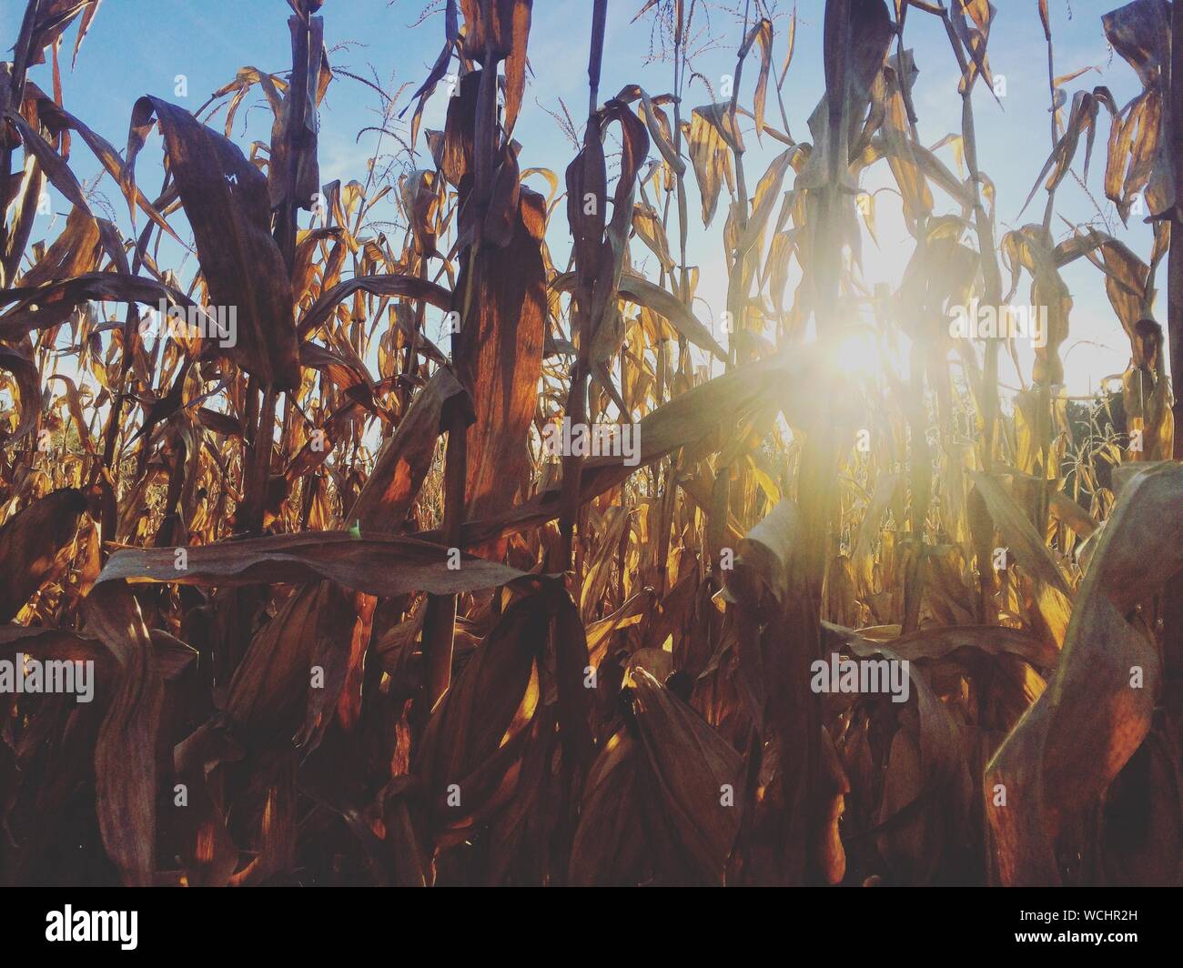 Sun corn hi-res stock photography and images - Alamy
