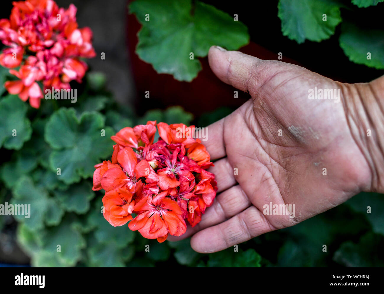 (190828) -- KASHGAR, Aug. 28, 2019 (Xinhua) -- Salima Sultan checks the ...