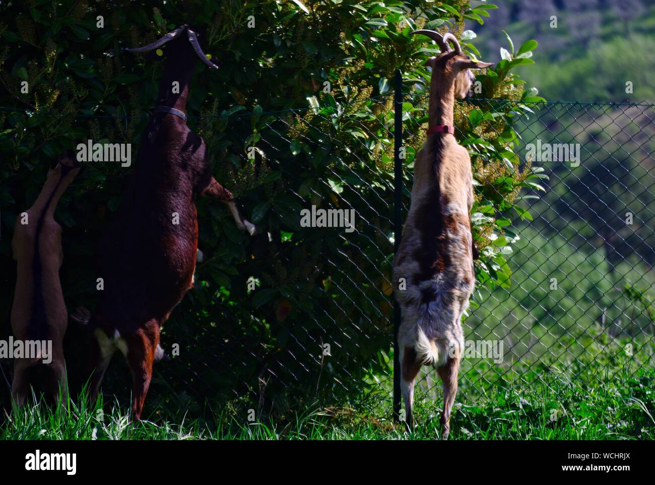 Goat rearing hi-res stock photography and images - Alamy