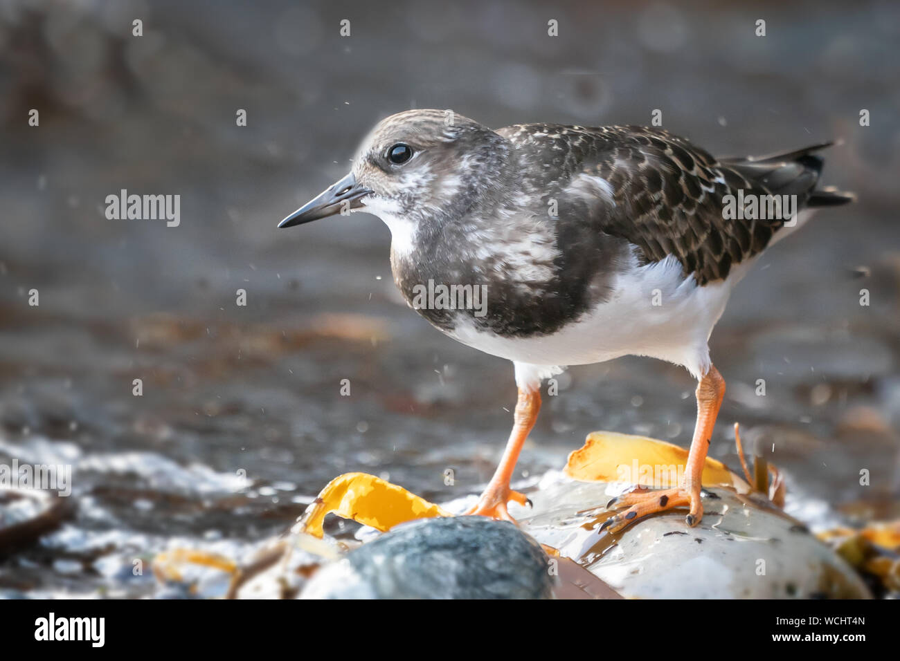 Turnstone bird autumn hi-res stock photography and images - Alamy