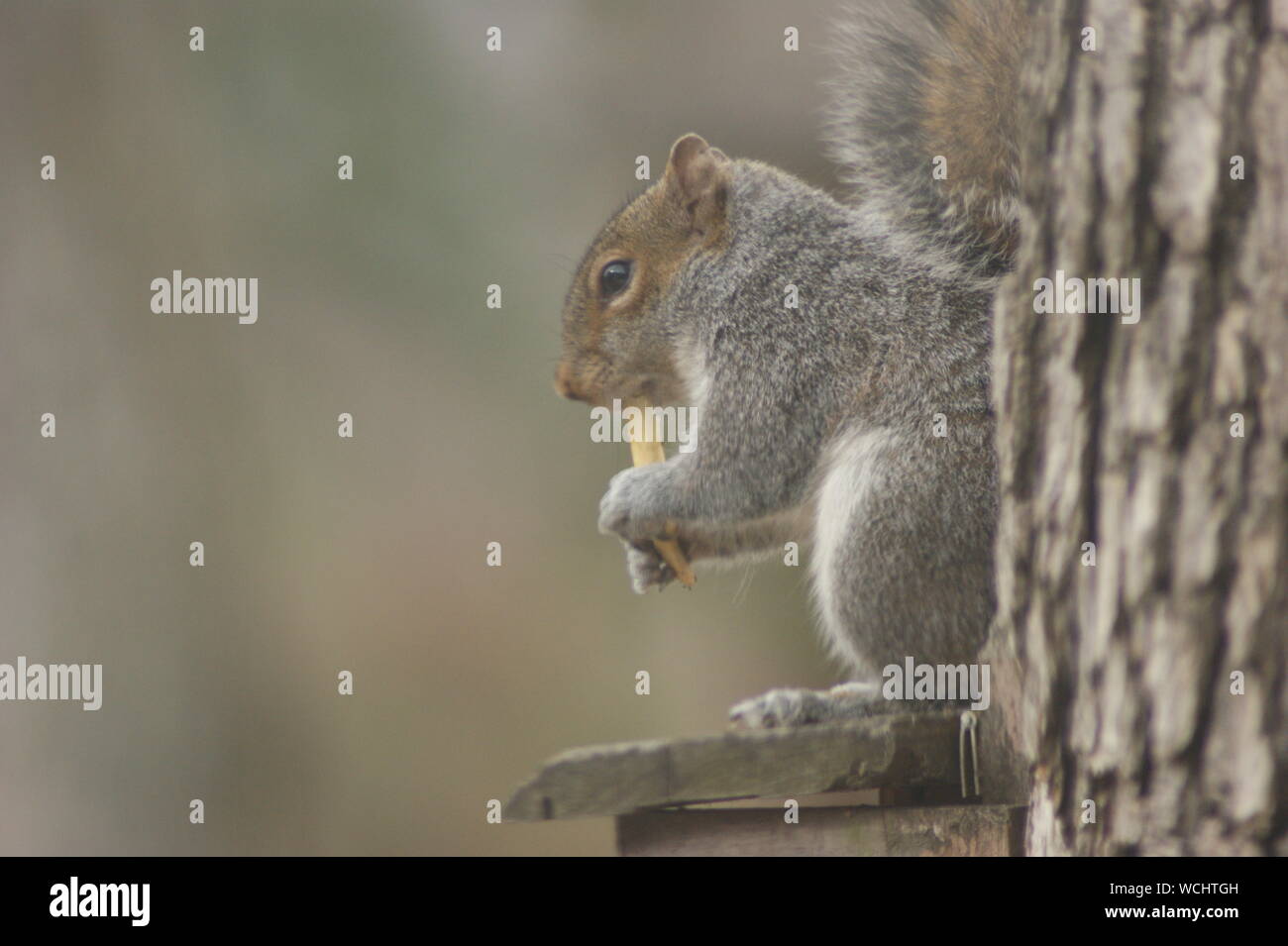 Squirrel close up profile view hi-res stock photography and images - Alamy