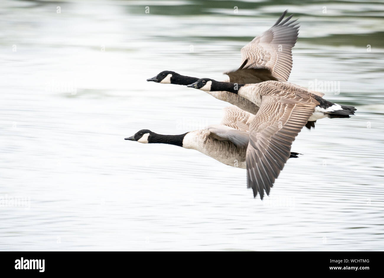 Geese flying formation hi-res stock photography and images - Alamy