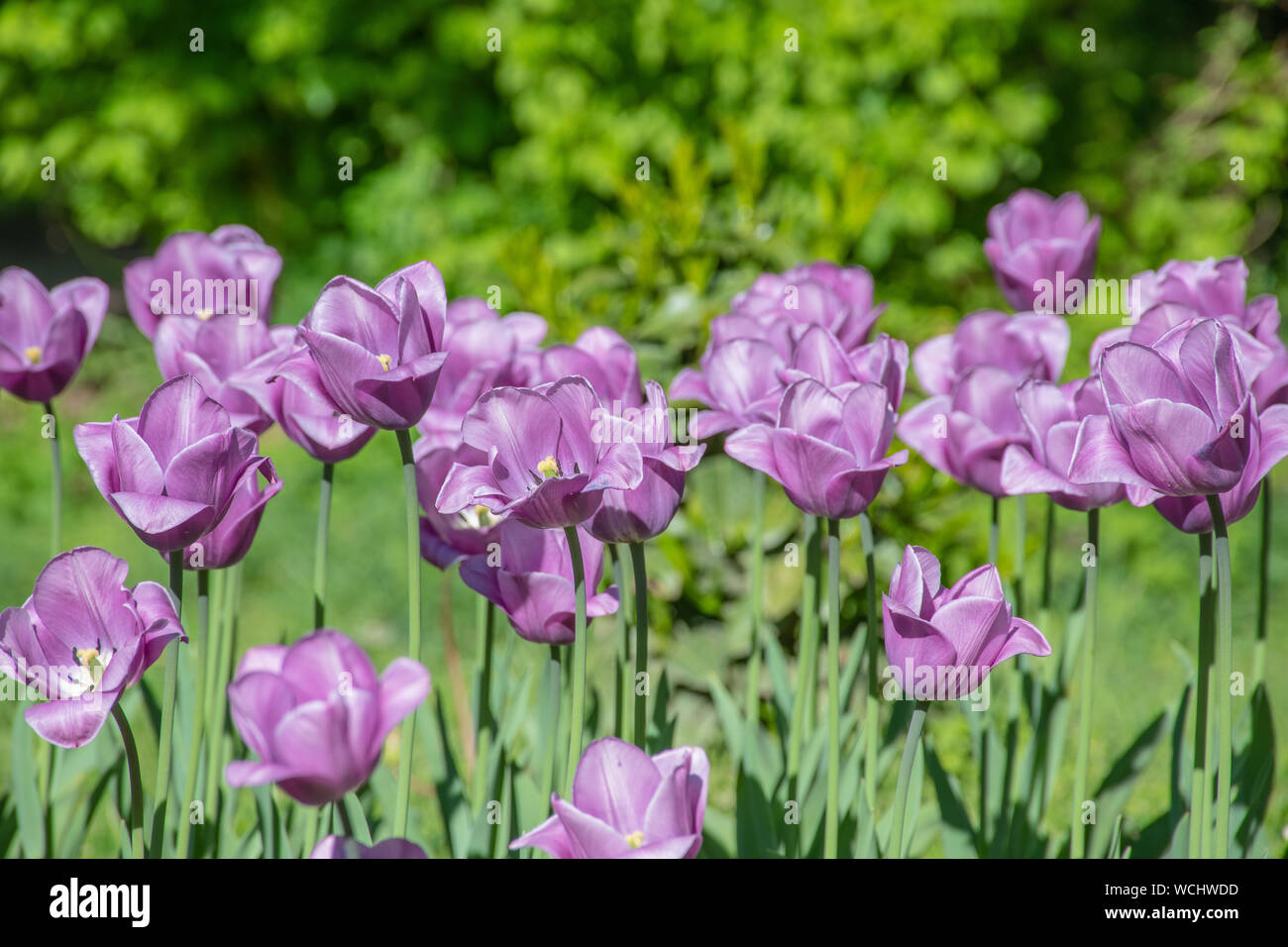 Purple flourish hi-res stock photography and images - Alamy