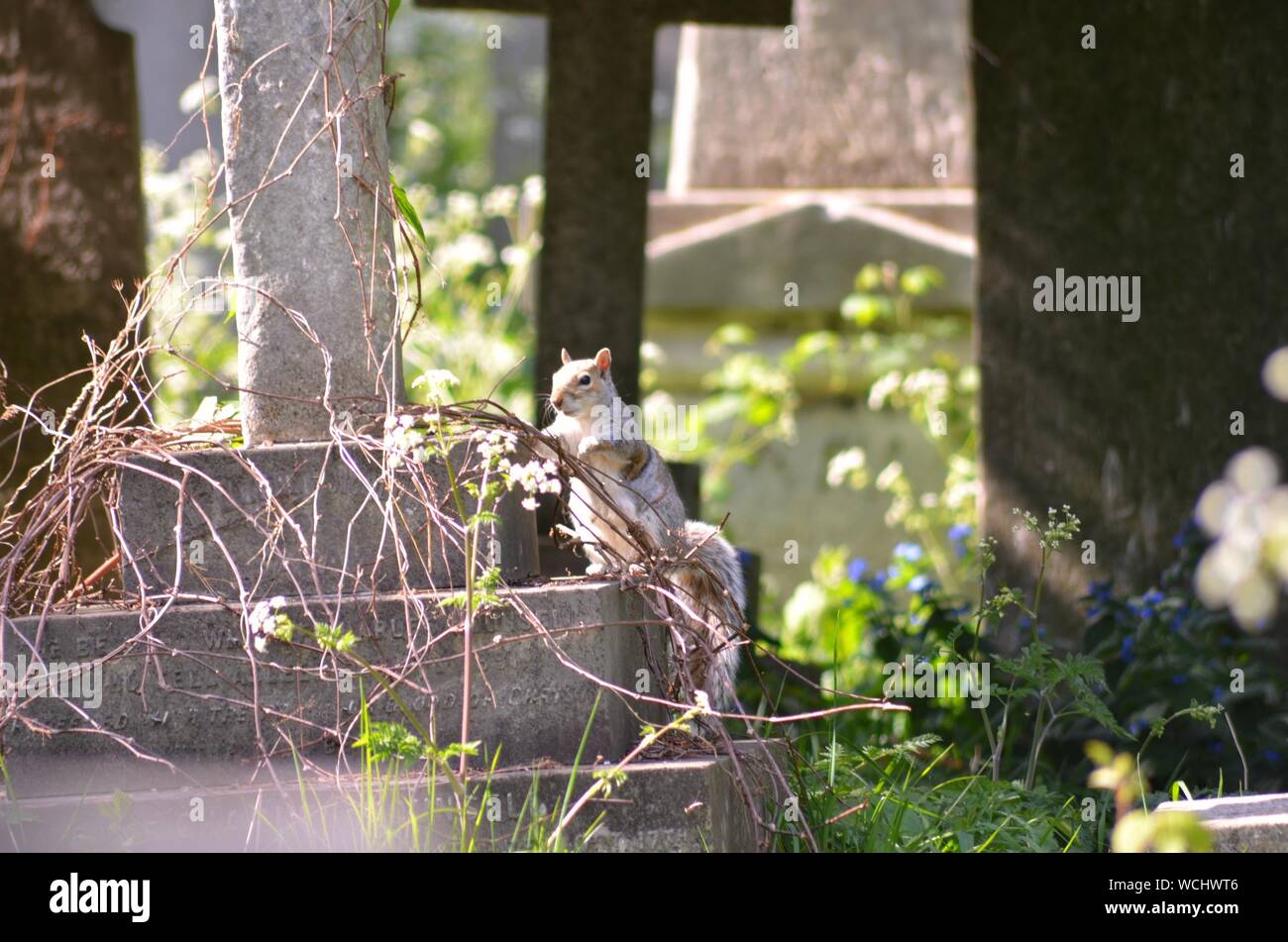 Squirrel cemetery hi-res stock photography and images - Alamy