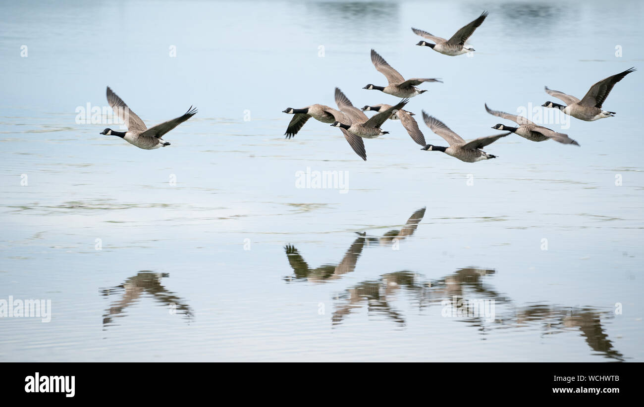 Reflections of geese hi-res stock photography and images - Alamy