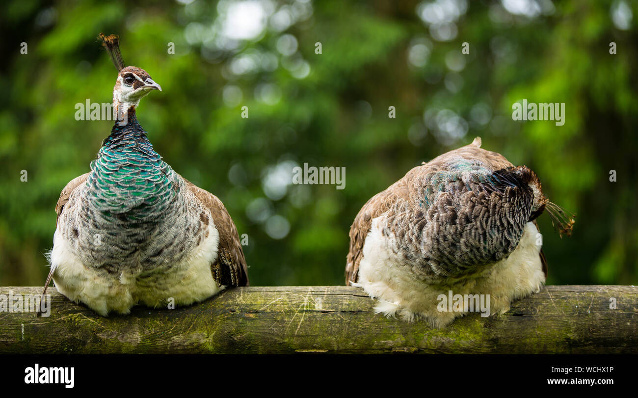 Peahen Animals In Wild High Resolution Stock Photography and Images - Alamy