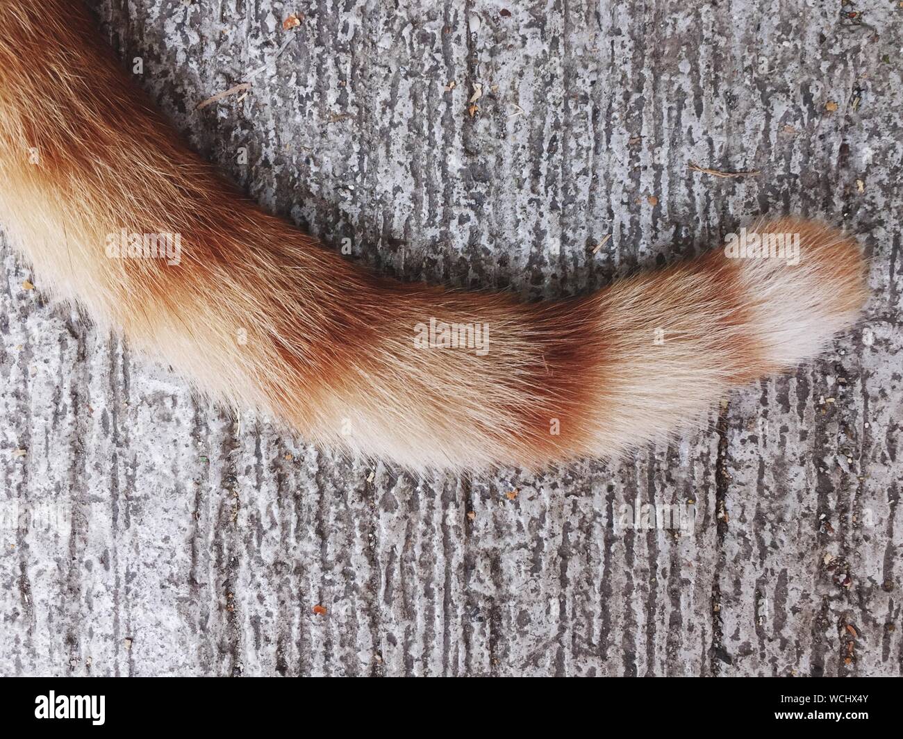 Cat with striped tail hi-res stock photography and images - Alamy