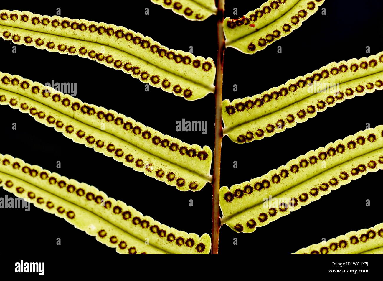 Black spores hi-res stock photography and images - Alamy