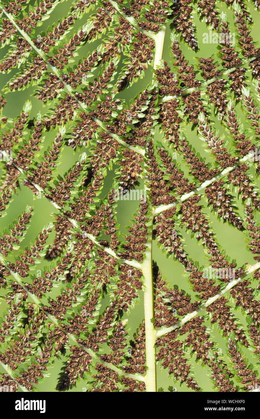 Spore leaf hi-res stock photography and images - Alamy