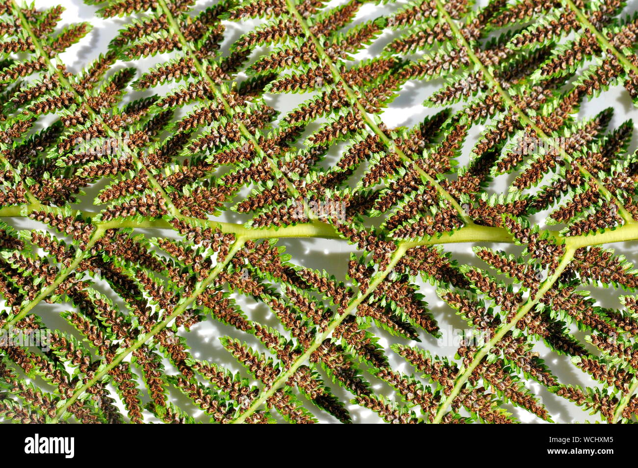 Spore leaf hi-res stock photography and images - Alamy