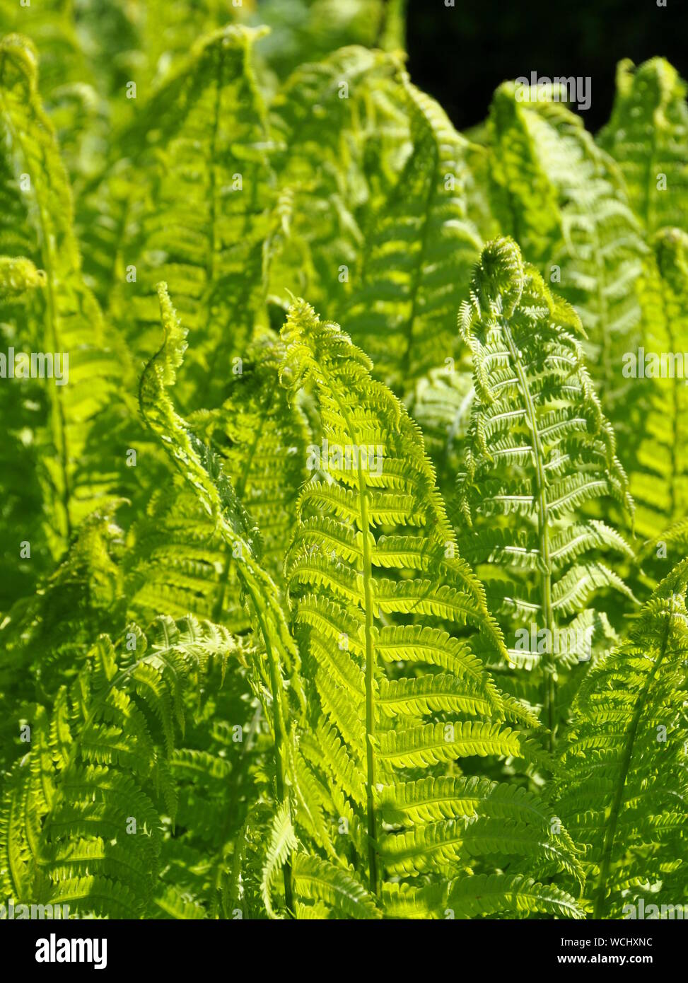 Leaves on ferns rolled out in spring Stock Photo - Alamy