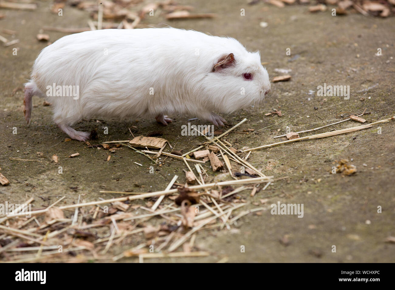 White Guinea Pig High Resolution Stock Photography and Images - Alamy