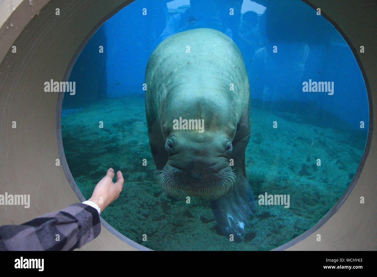 Walrus body hi-res stock photography and images - Alamy