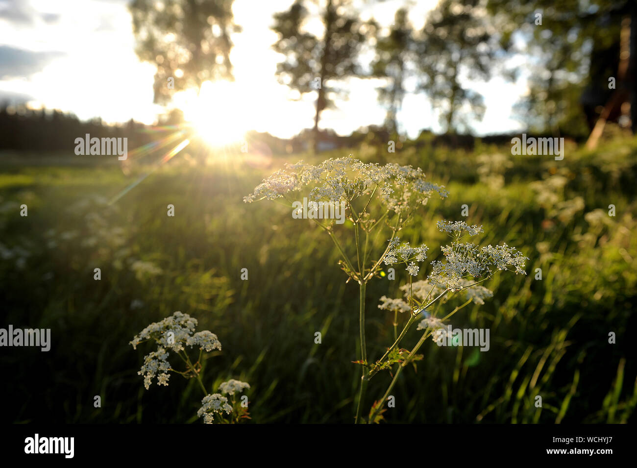 Norway nature, Engerdal Stock Photo - Alamy