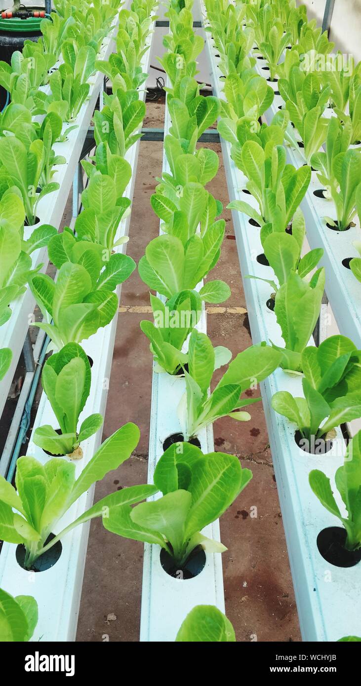 Rows of plants hi-res stock photography and images - Alamy