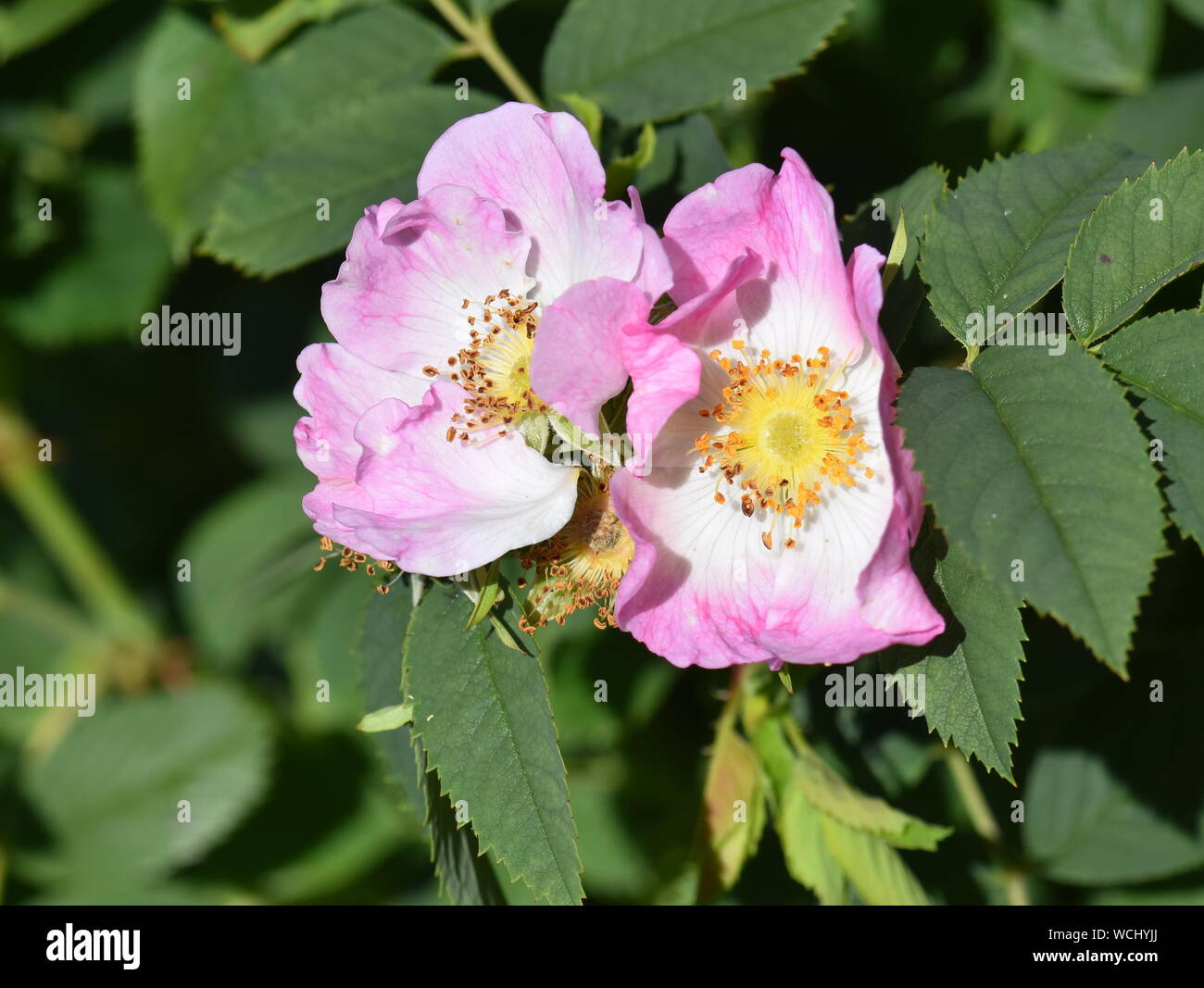Wild dog rose Rosa canina flowering in summer Stock Photo - Alamy