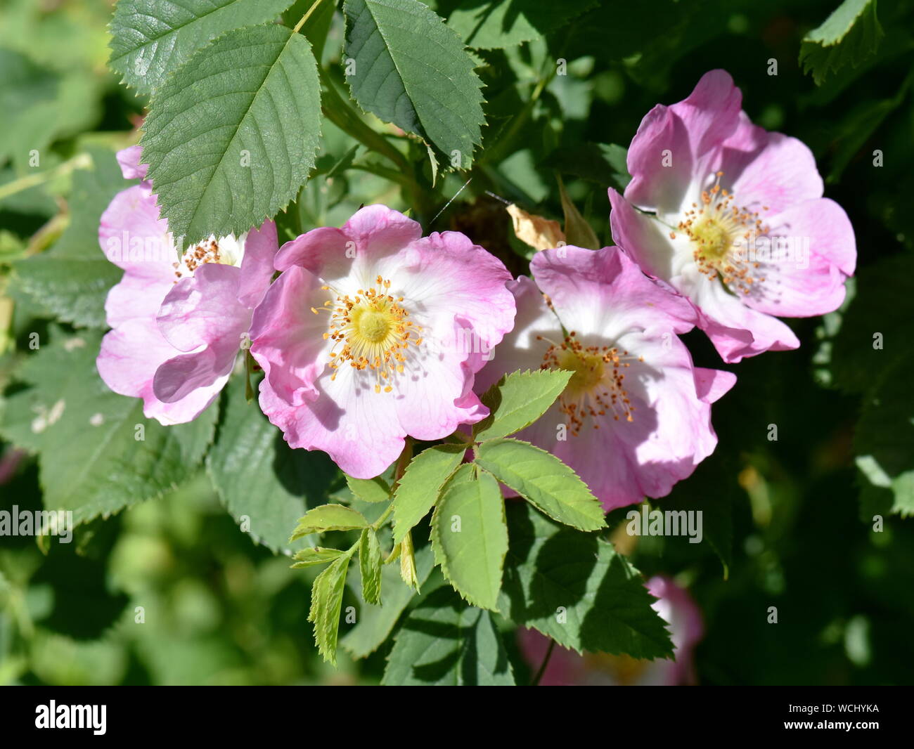 Wild dog rose Rosa canina flowering in summer Stock Photo - Alamy