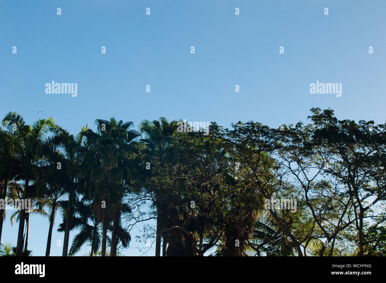 Section of a palm tree hi-res stock photography and images - Alamy