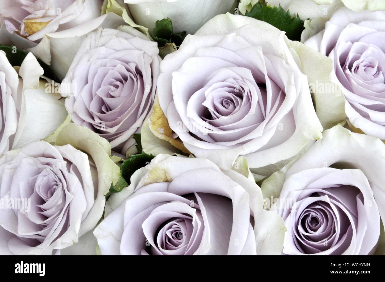 Bouquet of purple roses Stock Photo - Alamy