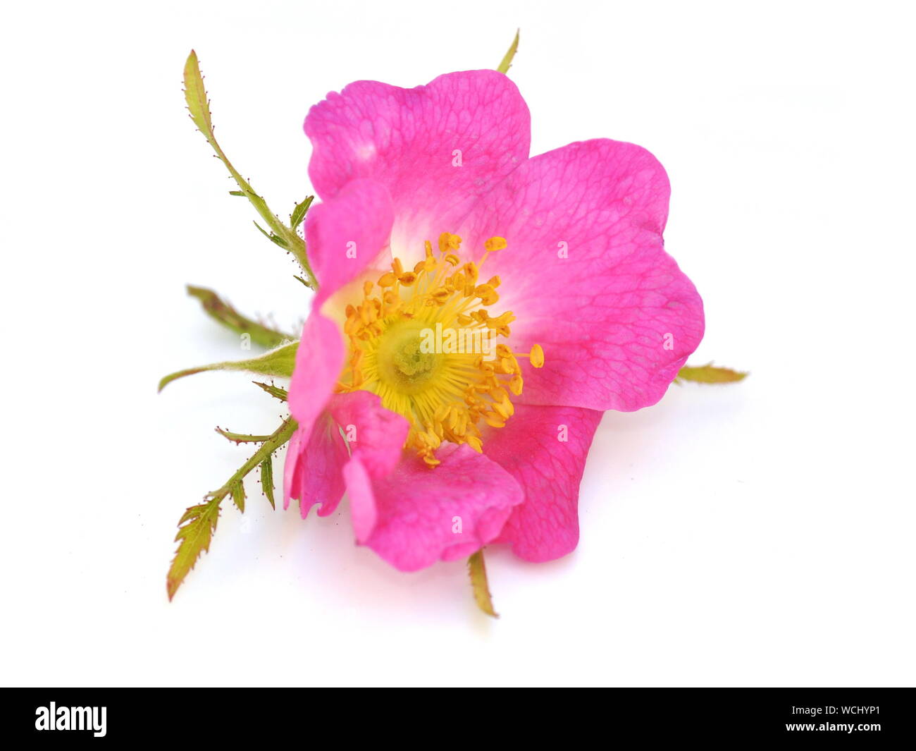 Dog-rose Rosa canina isolated on white background Stock Photo - Alamy