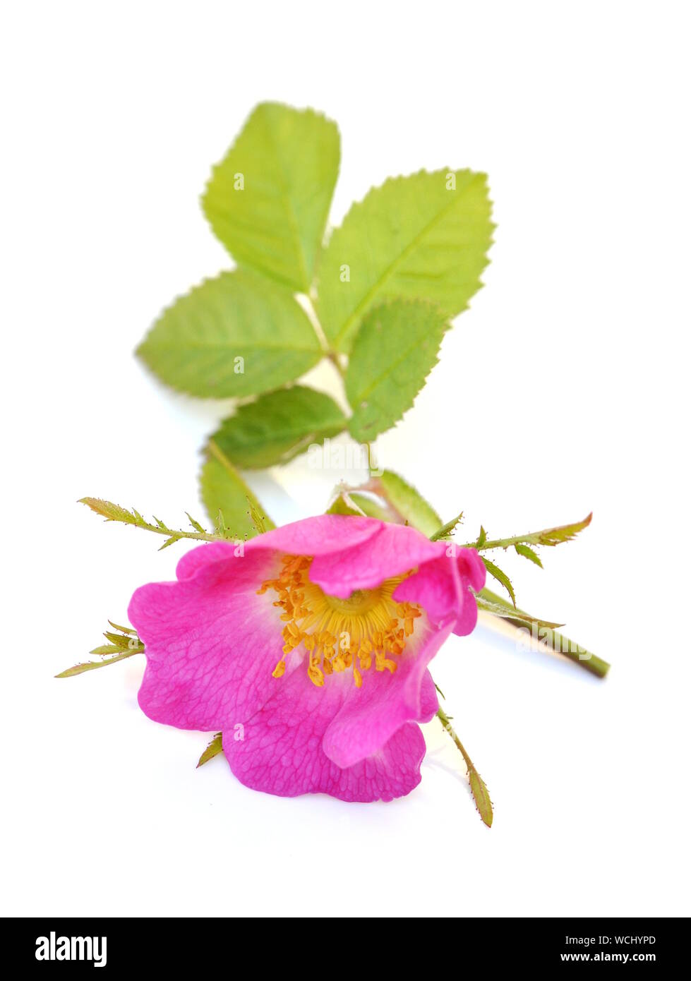 Dog-rose Rosa canina isolated on white background Stock Photo - Alamy