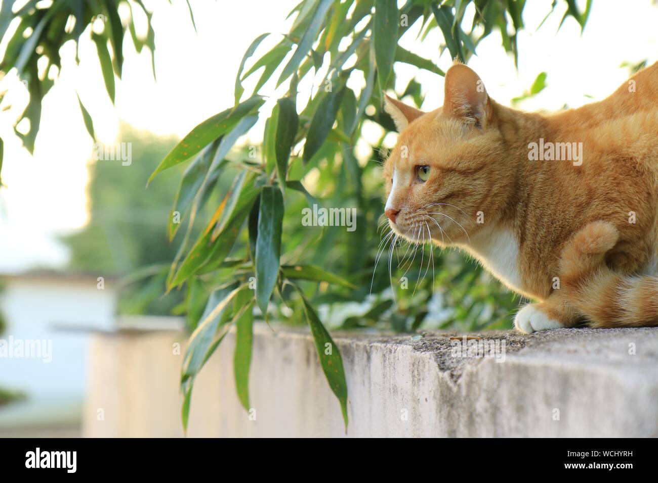 Cat Terrace High Resolution Stock Photography and Images - Alamy